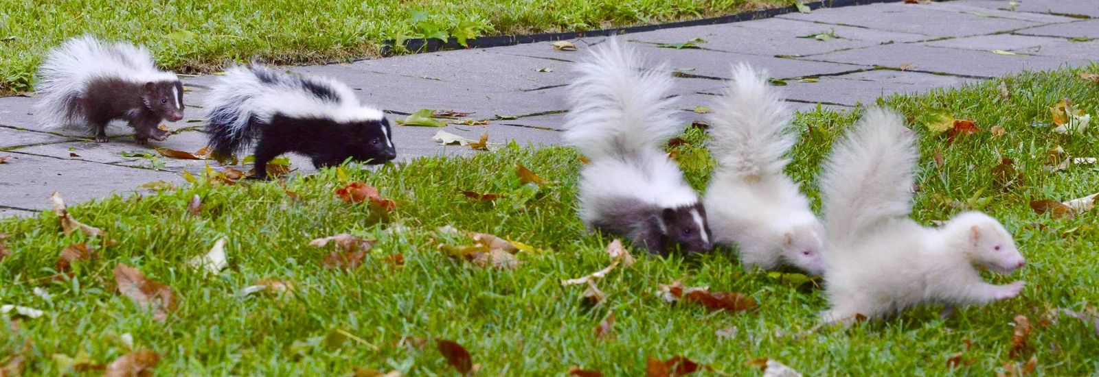 Indiana Skunk Rescue - New Skunk Owner Information