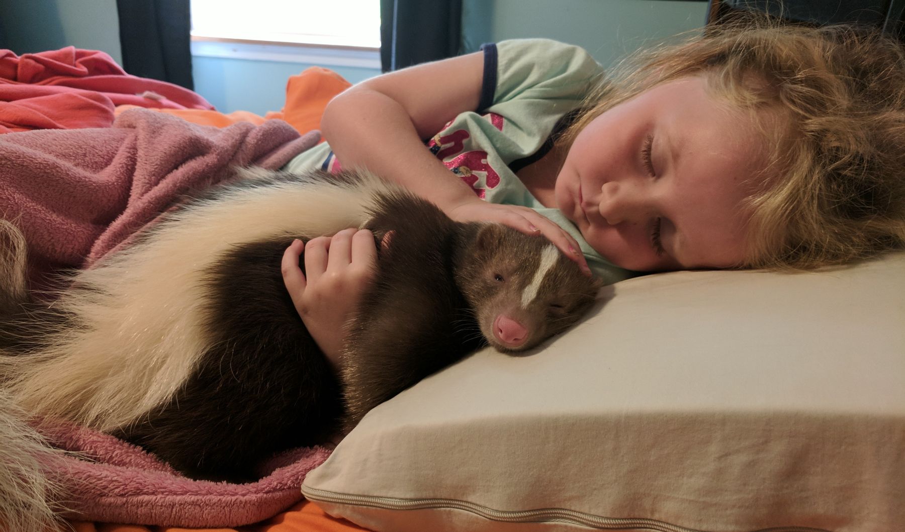 Indiana Skunk Rescue - Skunk Fun Facts