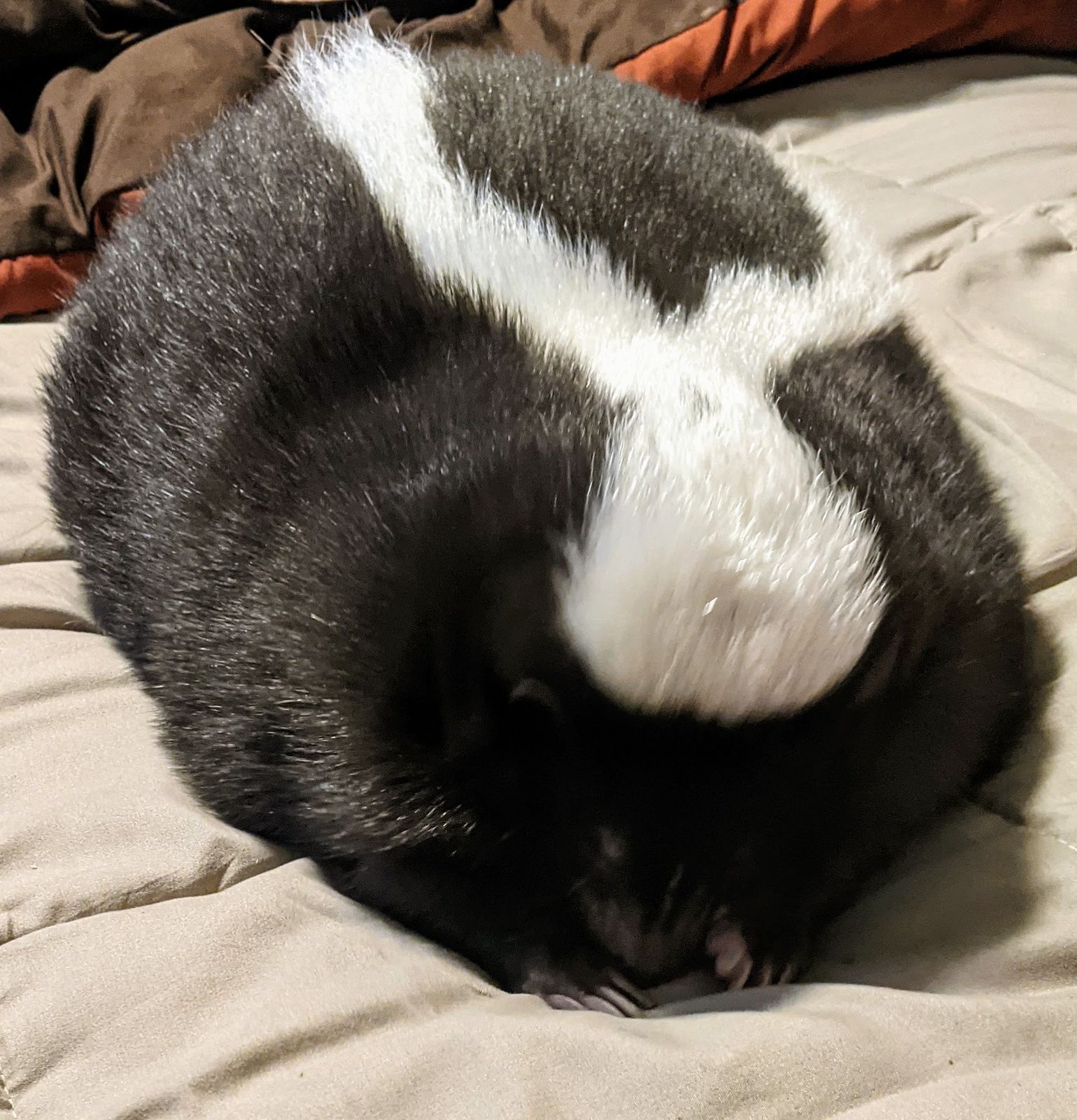 Indiana Skunk Rescue - Is A Pet Skunk For You?