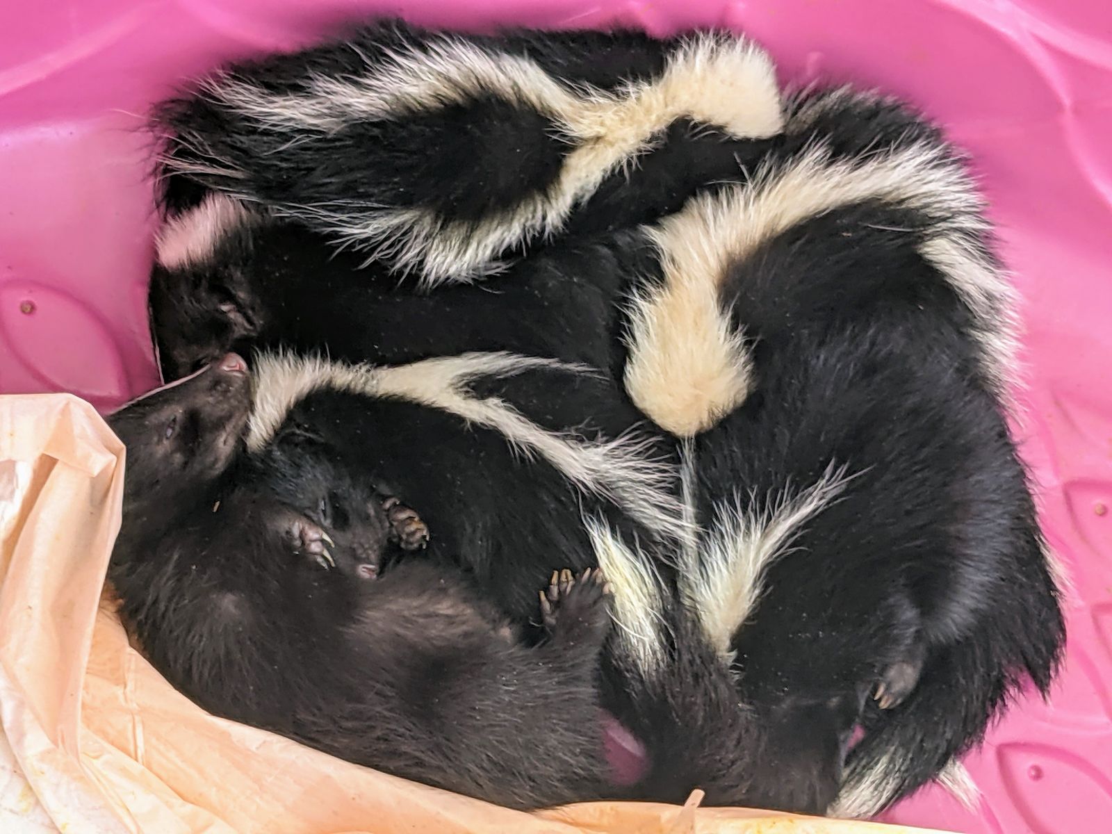 Indiana Skunk Rescue - Wild Skunks