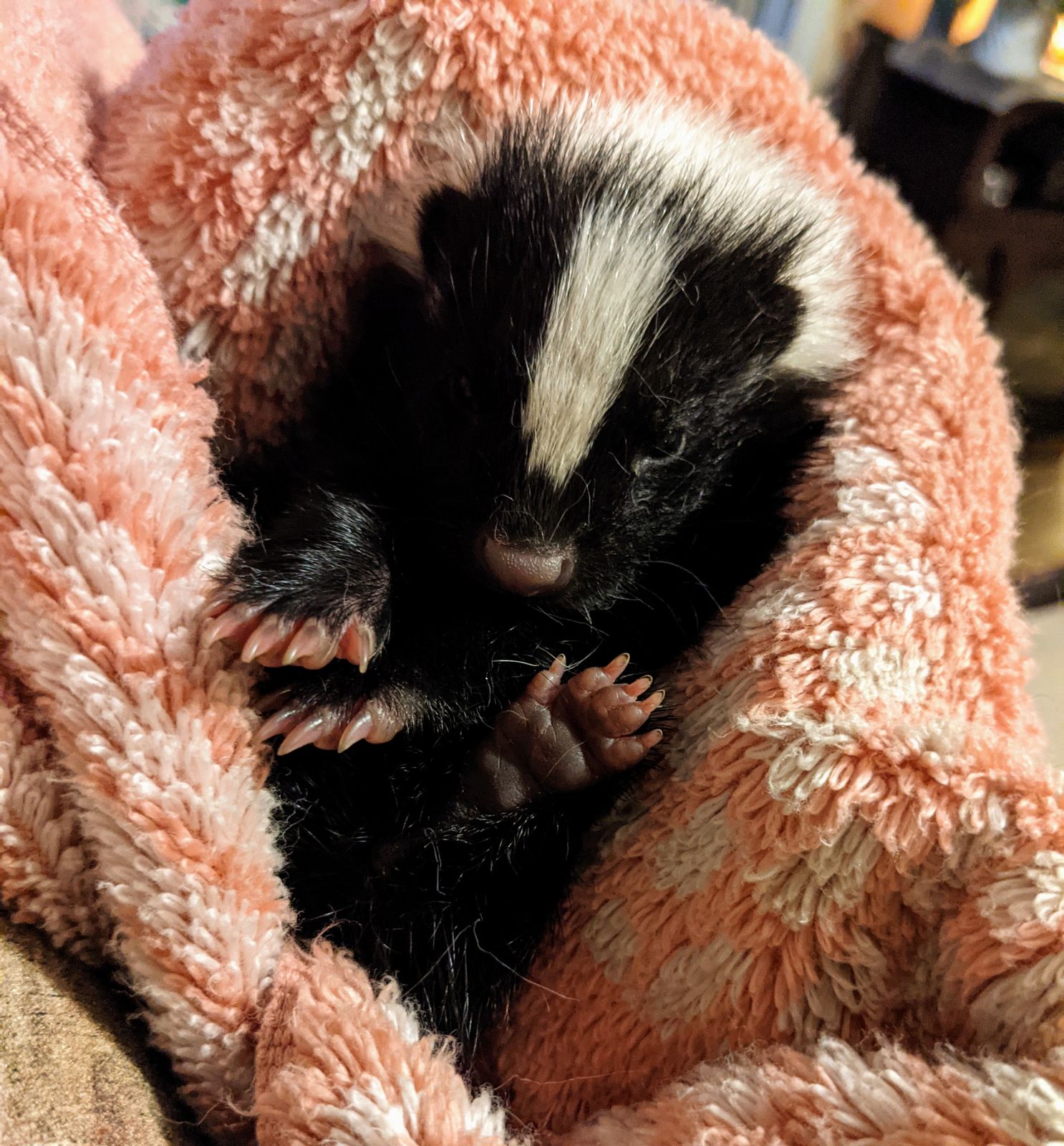 Indiana Skunk Rescue - Wild Skunks