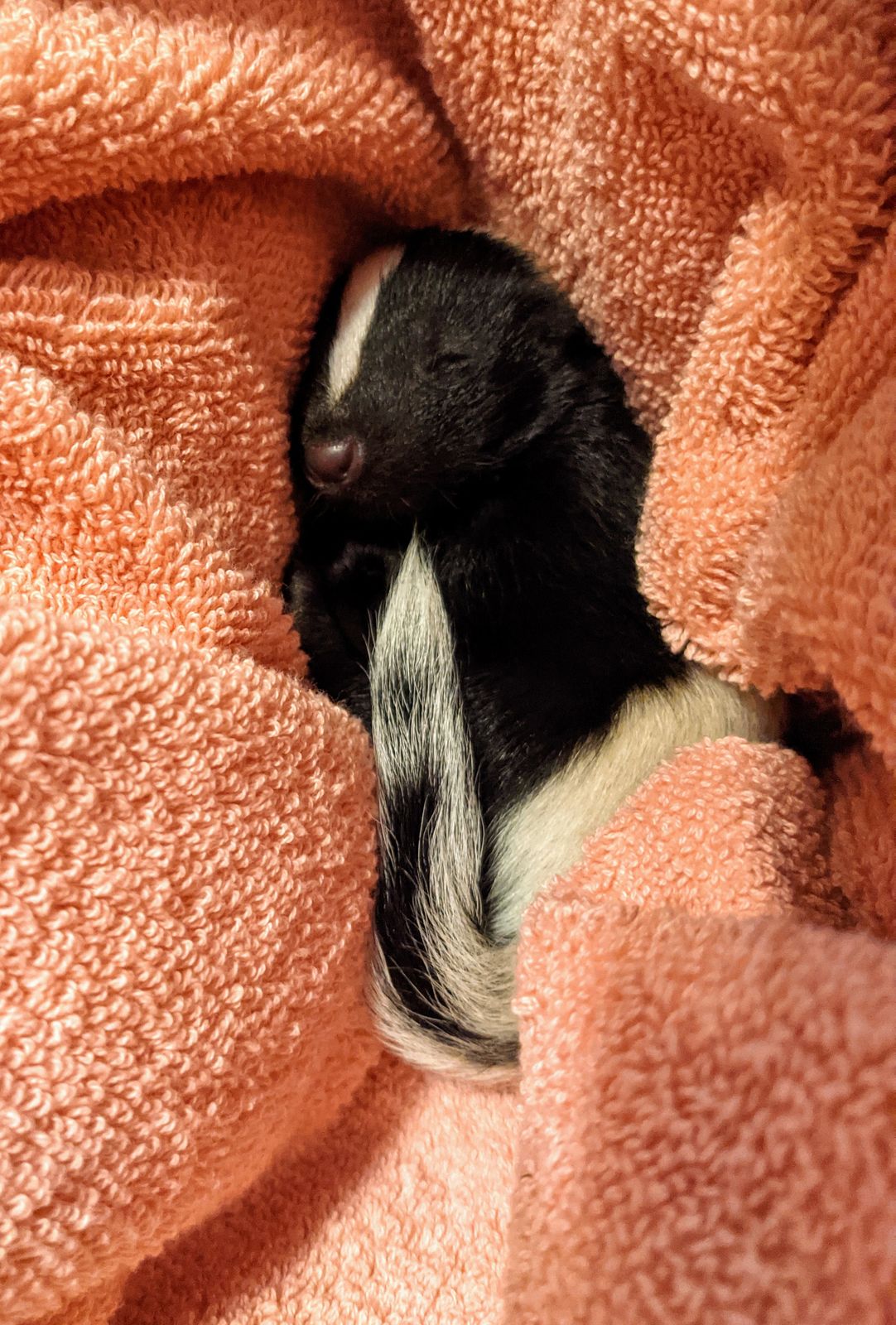 Indiana Skunk Rescue - Wild Skunks