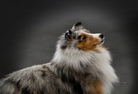WEIS SHELTIES - Casey's Page