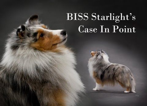 WEIS SHELTIES - Casey's Page