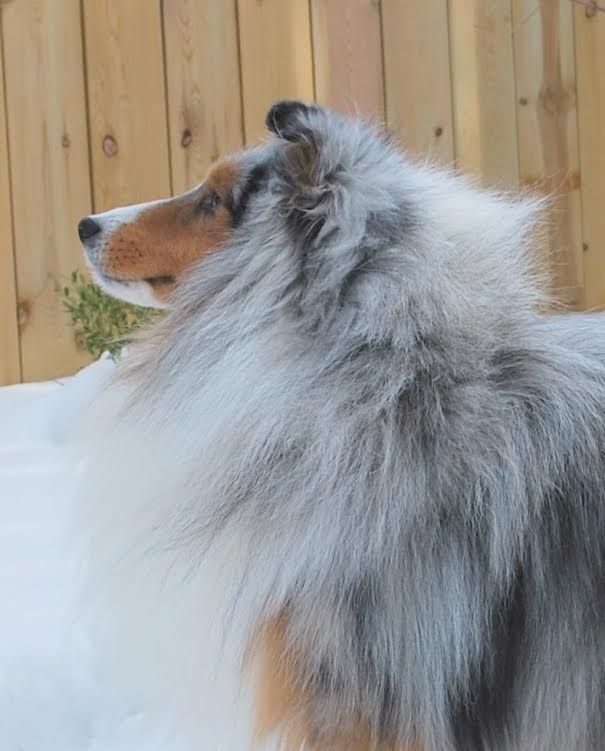 WEIS SHELTIES - Casey's Page