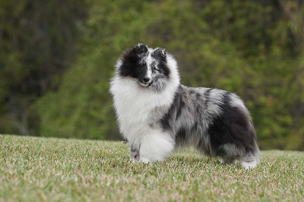WEIS SHELTIES - Rocky's Page