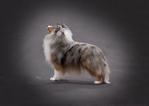 WEIS SHELTIES - Casey's Page