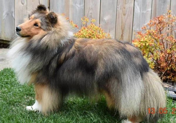 WEIS SHELTIES - Adult for Sale