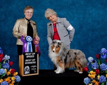 WEIS SHELTIES - Casey's Page