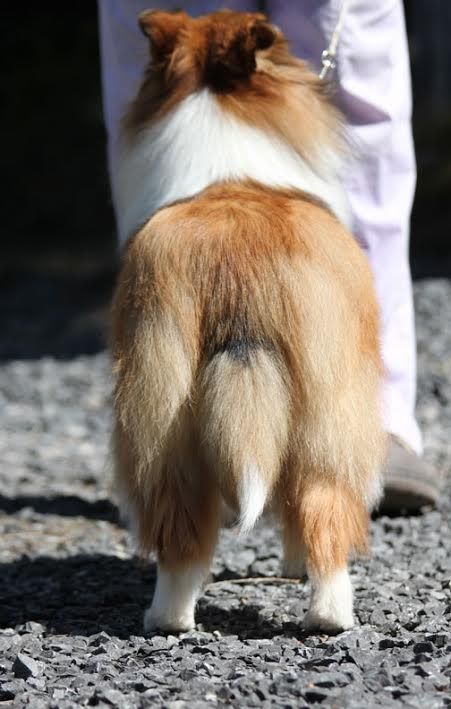 WEIS SHELTIES - BRINDY