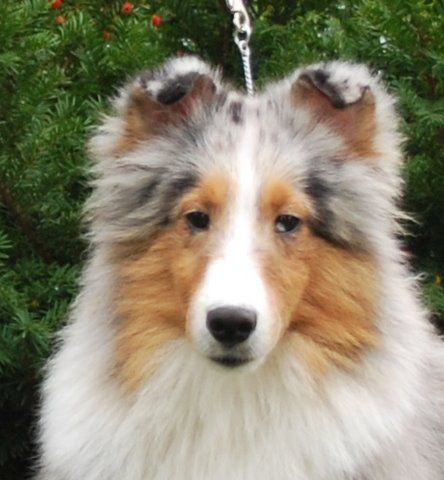 WEIS SHELTIES - Casey's Page