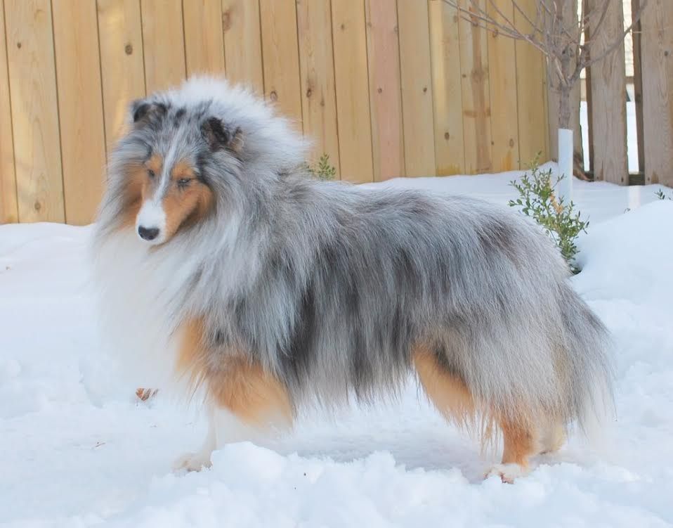 WEIS SHELTIES - Casey's Page