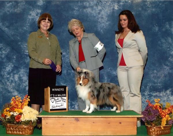 WEIS SHELTIES - Casey's Page