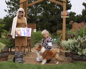 WEIS SHELTIES - BRINDY