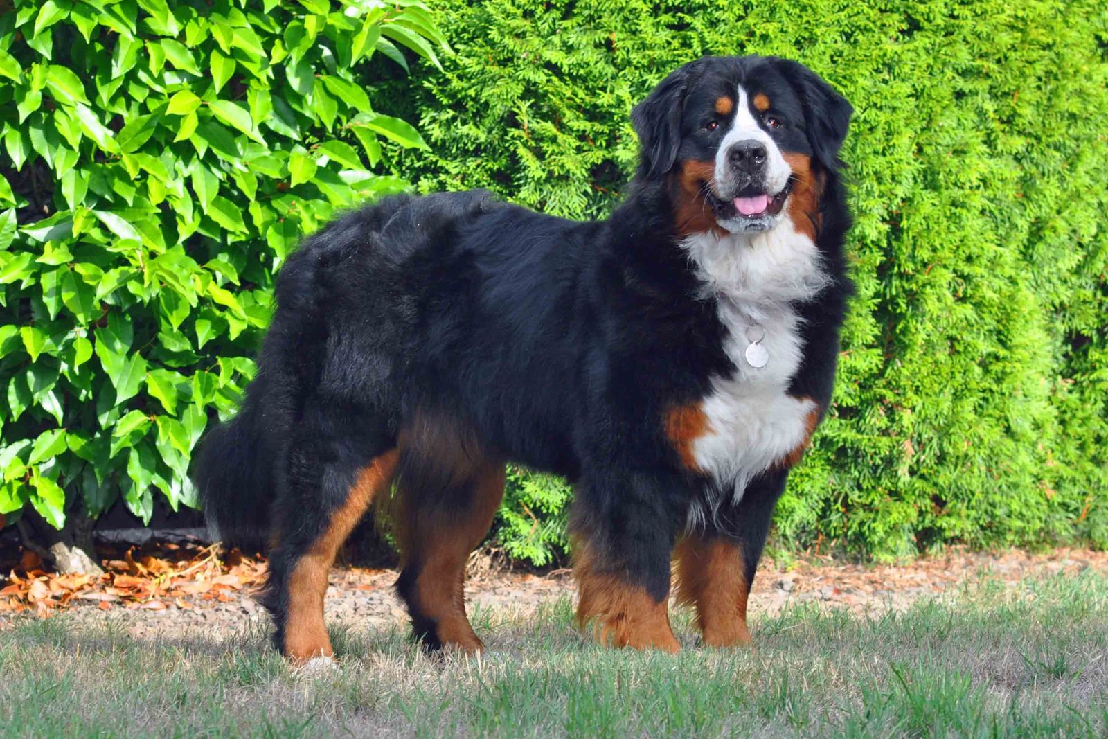 RavenRidge Bernese Mt Dogs - L Litter
