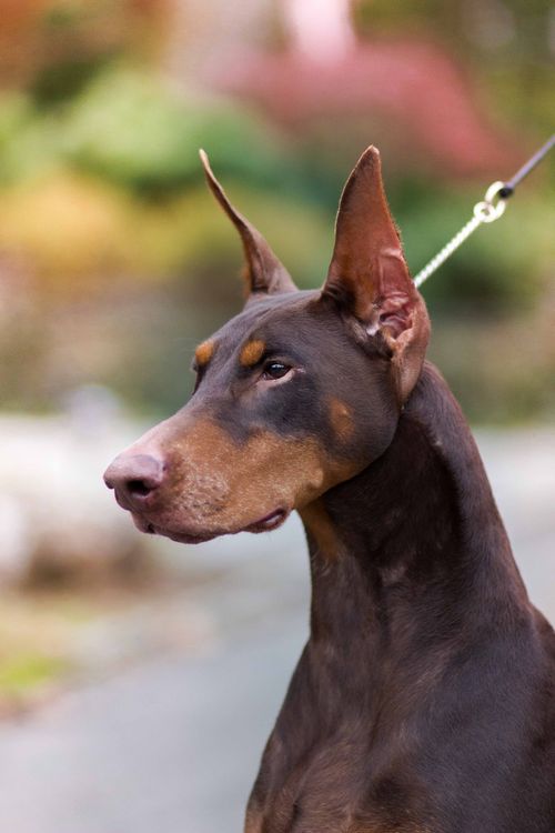 Holloway Dobermans