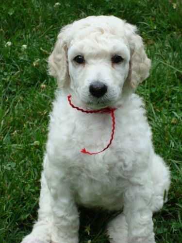 Celeto Standard & Miniature Poodles - Puppies
