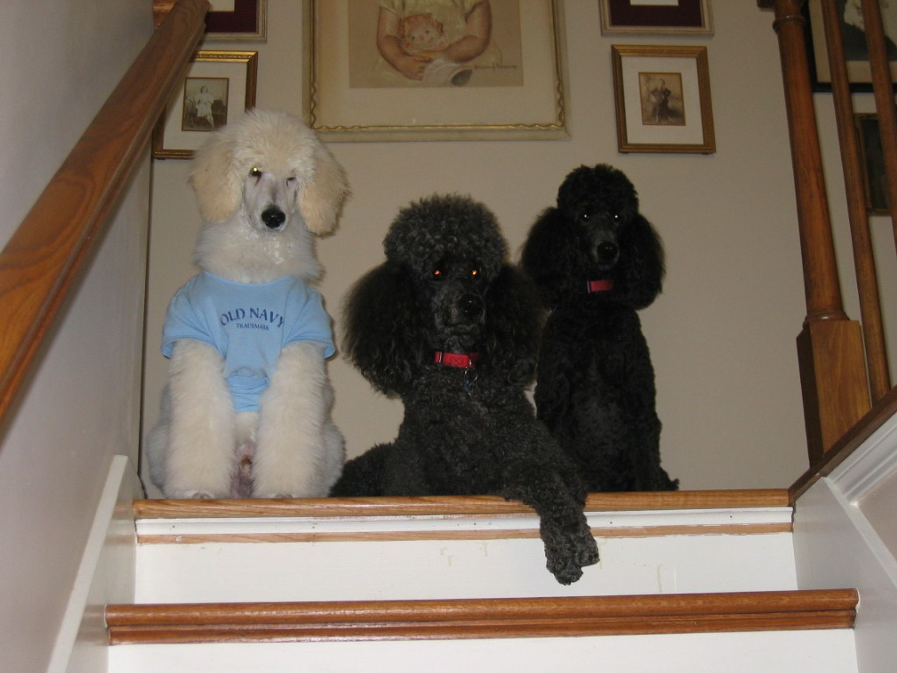 Celeto Standard & Miniature Poodles - About Us