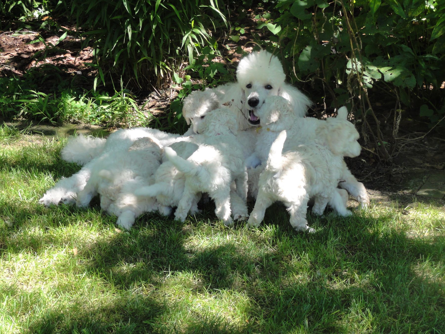 Celeto Standard & Miniature Poodles - Standard Poodles