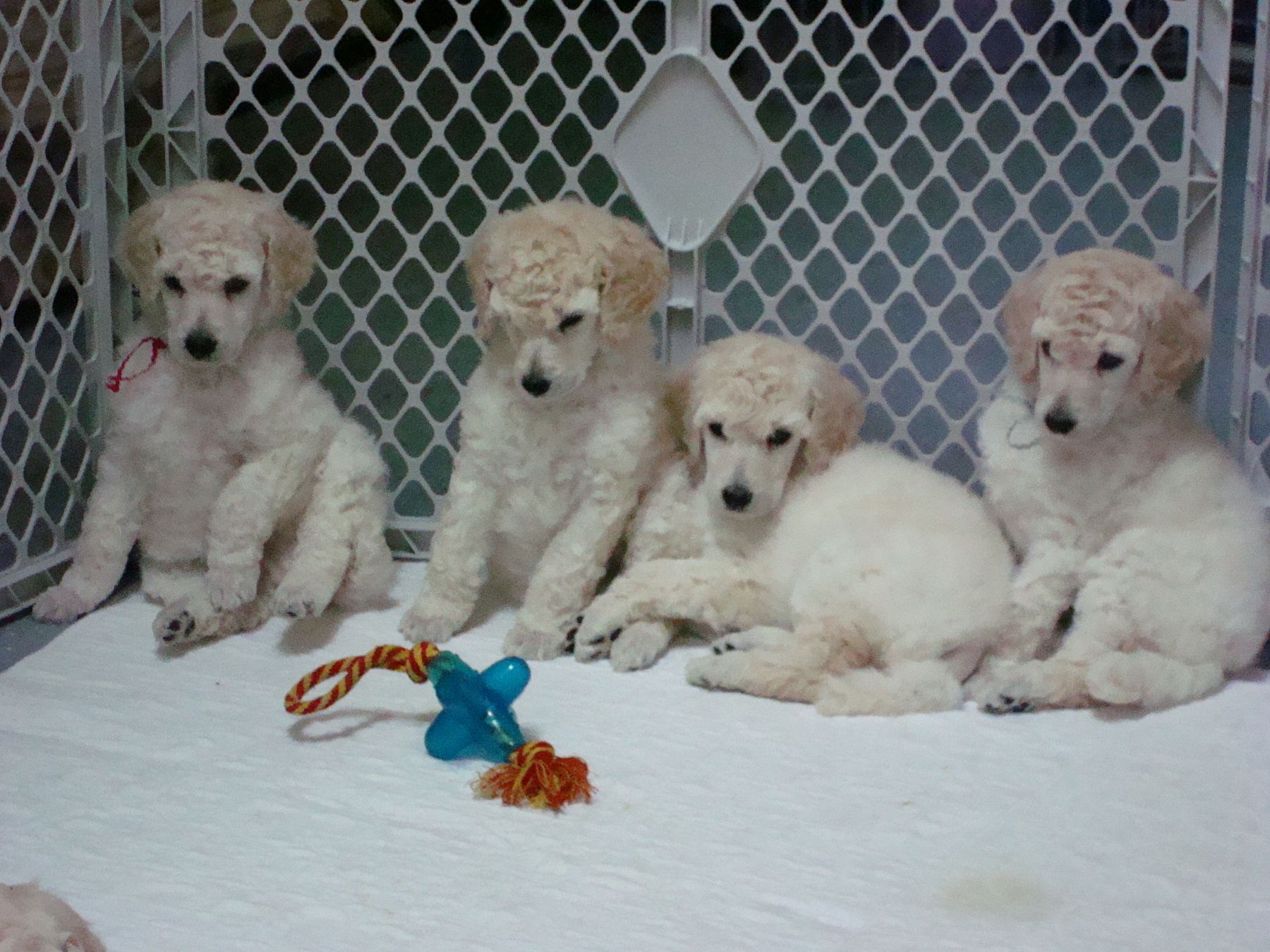 Celeto Standard & Miniature Poodles - Puppies