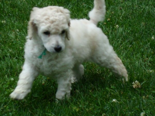 Celeto Standard & Miniature Poodles - Puppies