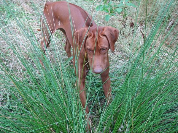 Africali Rhodesian Ridgebacks - Pups Grown Up!