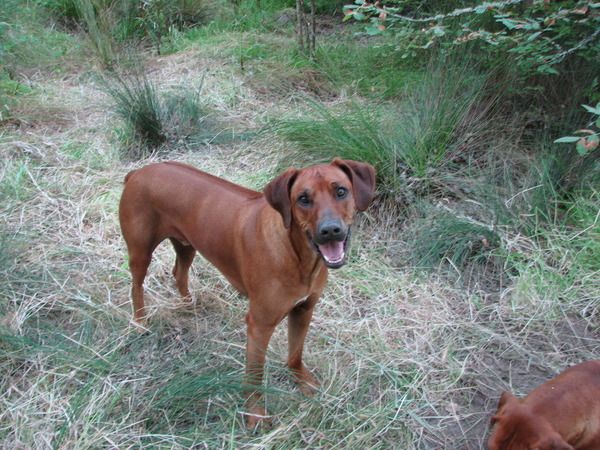 Africali Rhodesian Ridgebacks - Pups Grown Up!