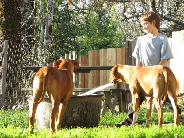 Africali Rhodesian Ridgebacks - Pups Grown Up!