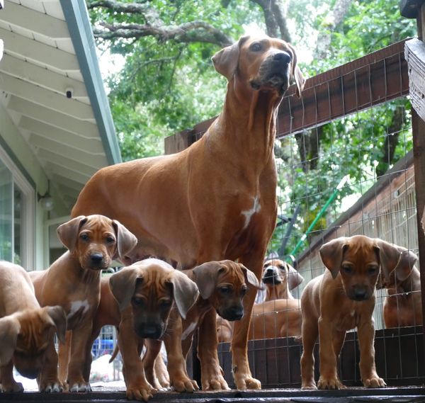 Africali Rhodesian Ridgebacks