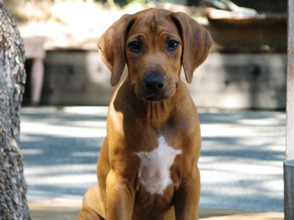 Africali Rhodesian Ridgebacks - Pups Grown Up!
