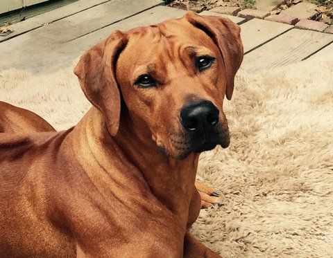 Africali Rhodesian Ridgebacks