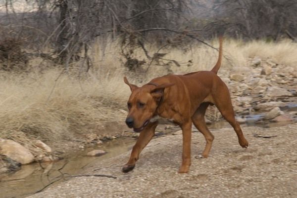 Africali Rhodesian Ridgebacks - Pups Grown Up!