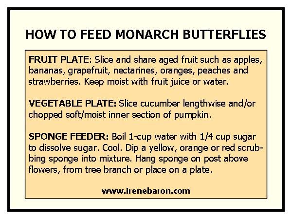 MONARCH-BUTTERFLIES-HOW-TO-FEED-THEM
