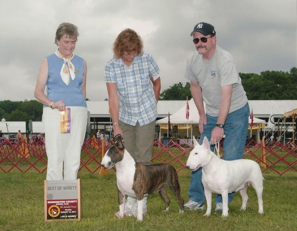 Bullyhill Bull Terriers,Northern Georgia - Bullyhill Photos