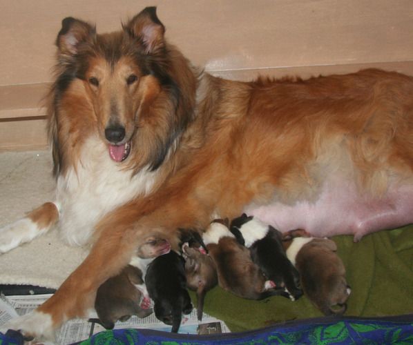 Wellsmere Collies - Contact Us