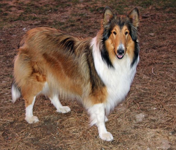 Wellsmere Collies - Wellsmere Tootsie Roll