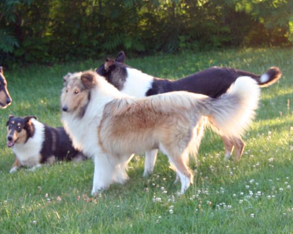 Wellsmere Collies - Contact Us