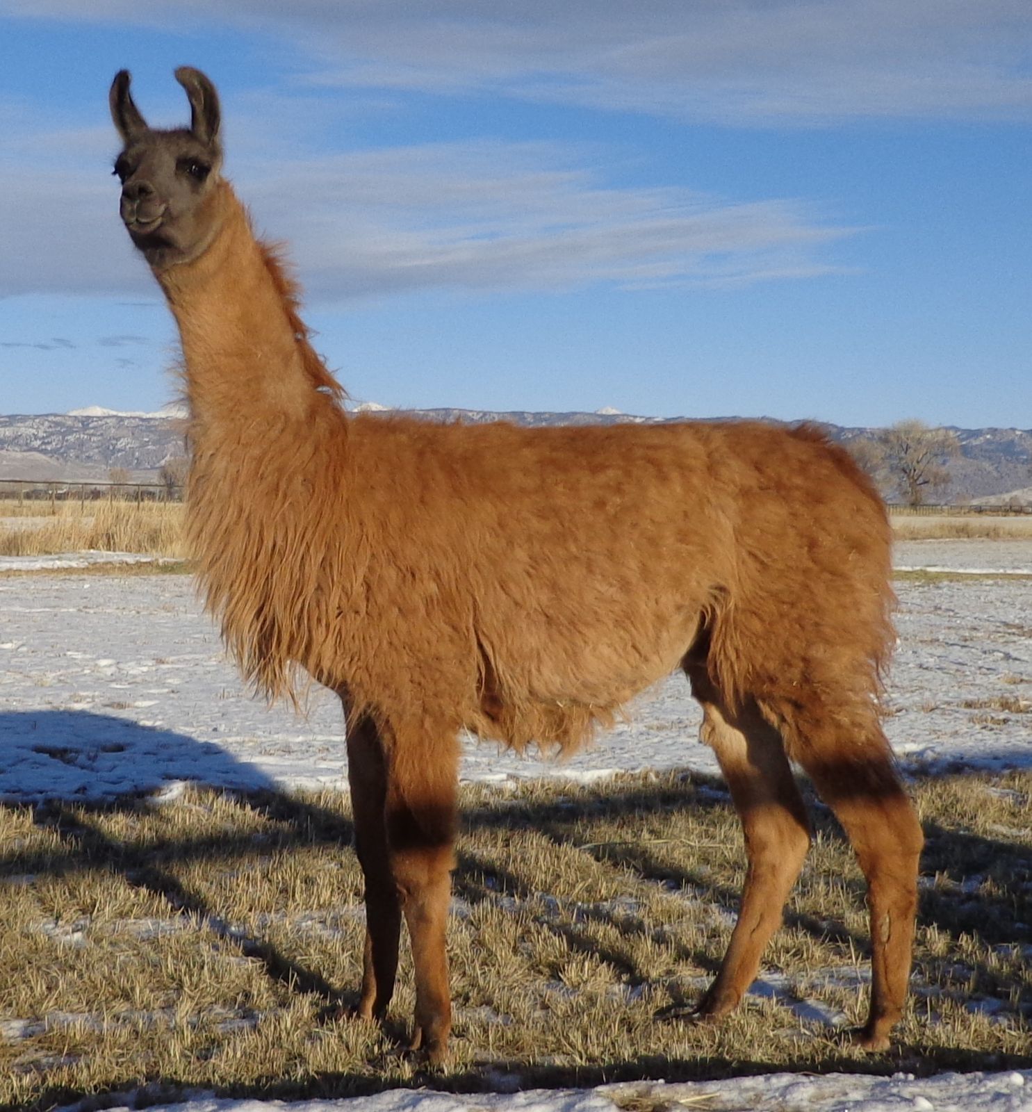 Highline Trail Llamas - Sales Males