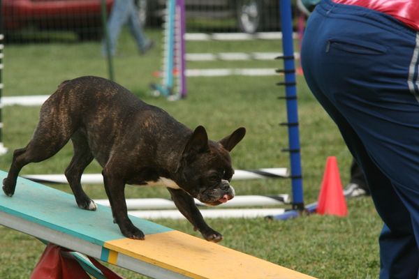 3D Dog Training LLC - Student Photos