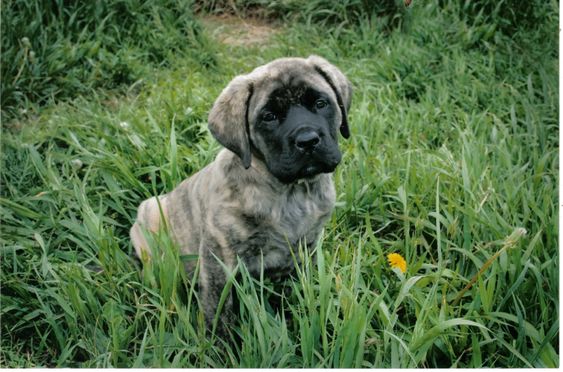 Bendegeit Mastiffs - English Mastiff Breeders in Alberta, Canada ...