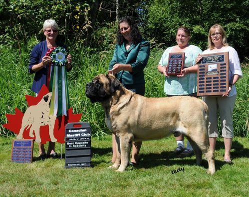 Bendegeit Mastiffs - English Mastiff Breeders in Alberta, Canada - Our Dogs