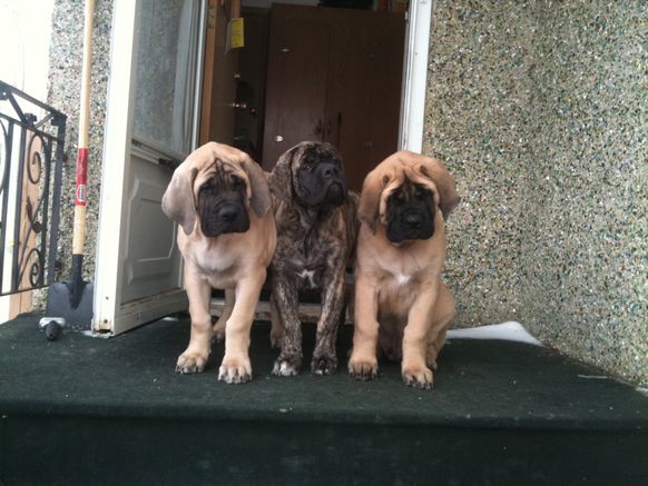 Bendegeit Mastiffs - English Mastiff Breeders in Alberta, Canada - Our ...