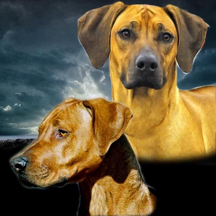 Regiment Ridgebacks - Right dog