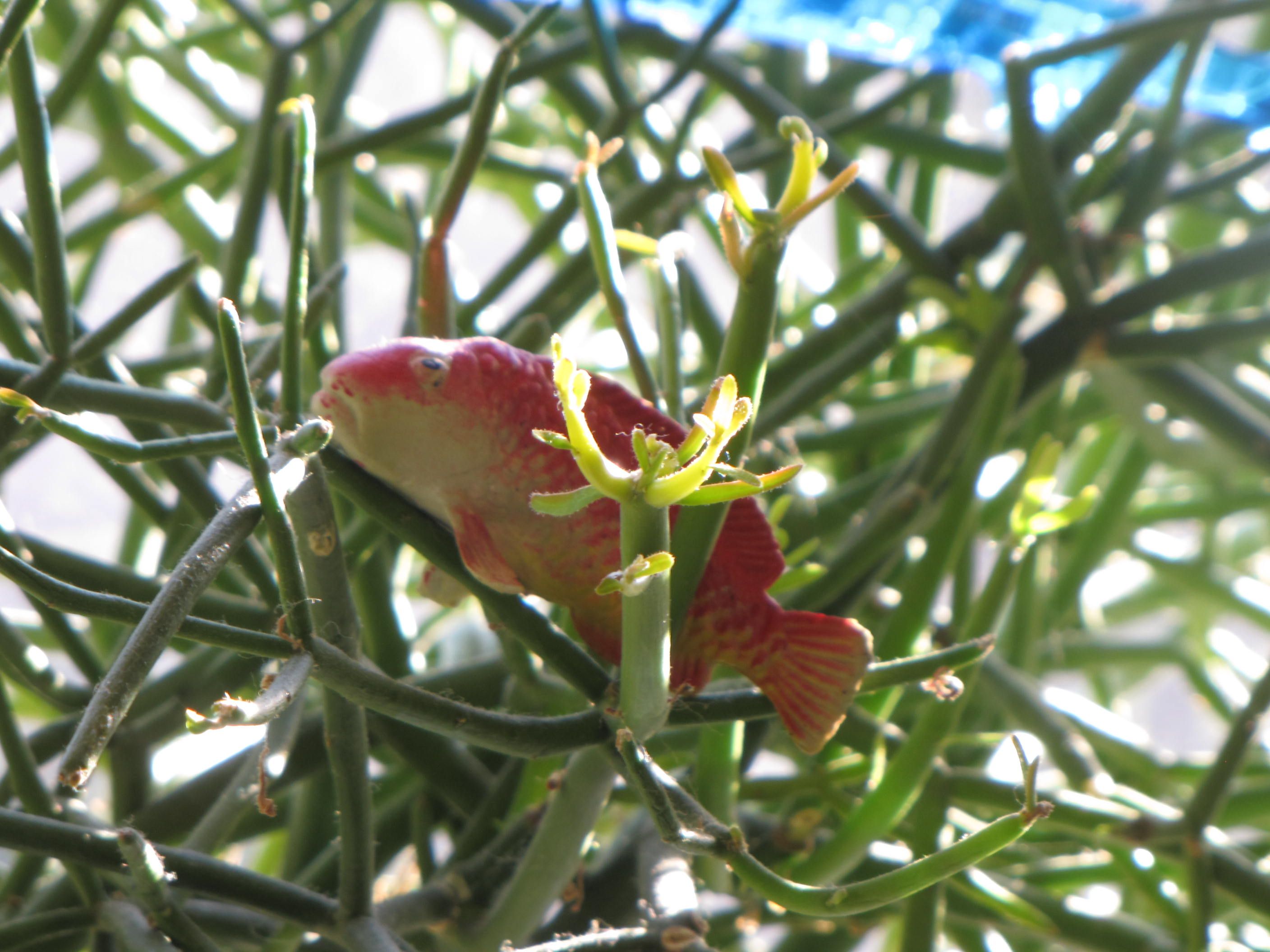 like a fish in a tree...