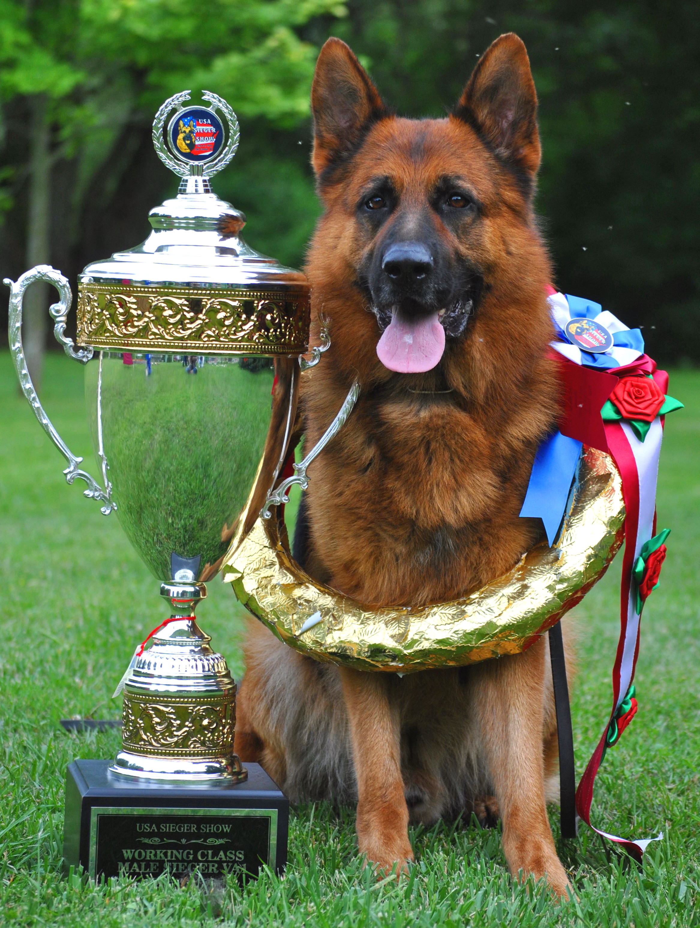 German Shepherds VBDS - SOLD World Class Puppies