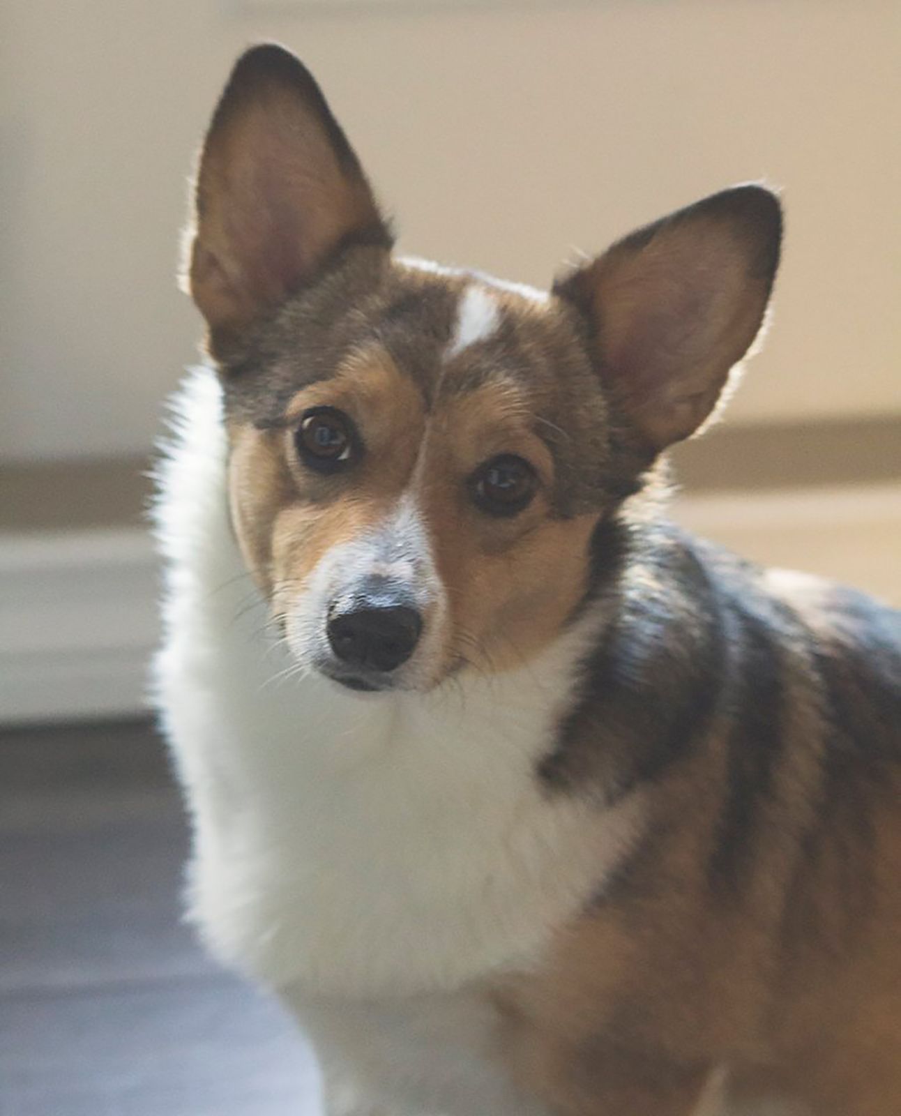 Spurlane Farm - Corgis & Corgi-poos