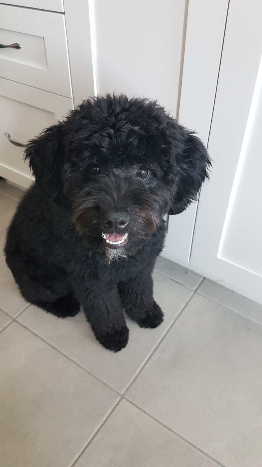 Spurlane Farm - Mini Aussies & Mini Aussie Poos