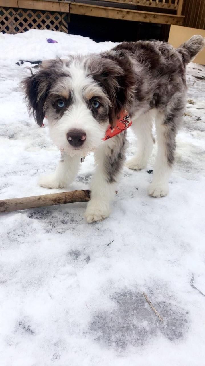 Spurlane Farm - Mini Aussies & Mini Aussie Poos