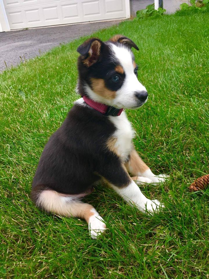 Spurlane Farm - Mini Aussies & Mini Aussie Poos