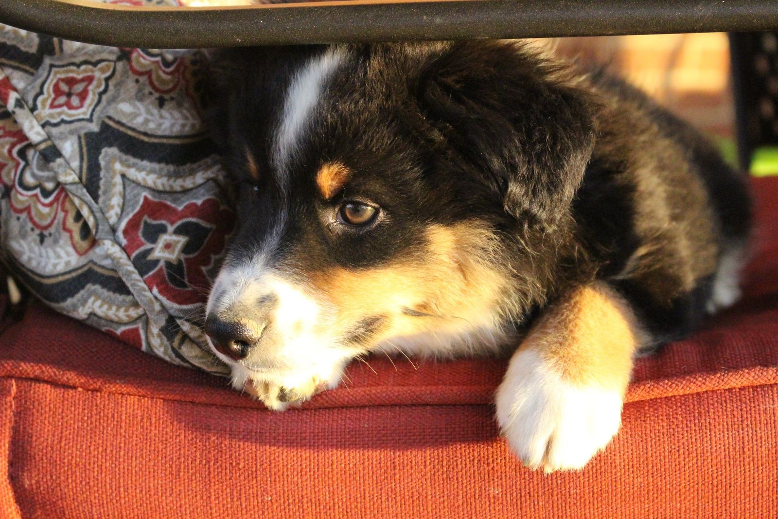 Spurlane Farm - Mini Aussies & Mini Aussie Poos